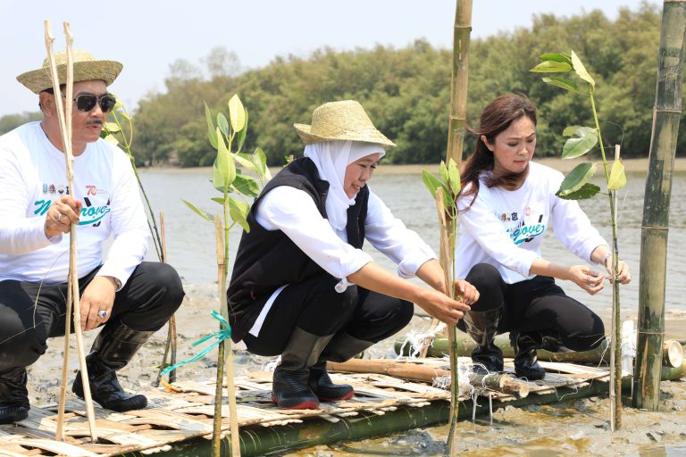 Jawa Timur Jadi Provinsi dengan Kawasan Mangrove Terluas di Pulau Jawa ...